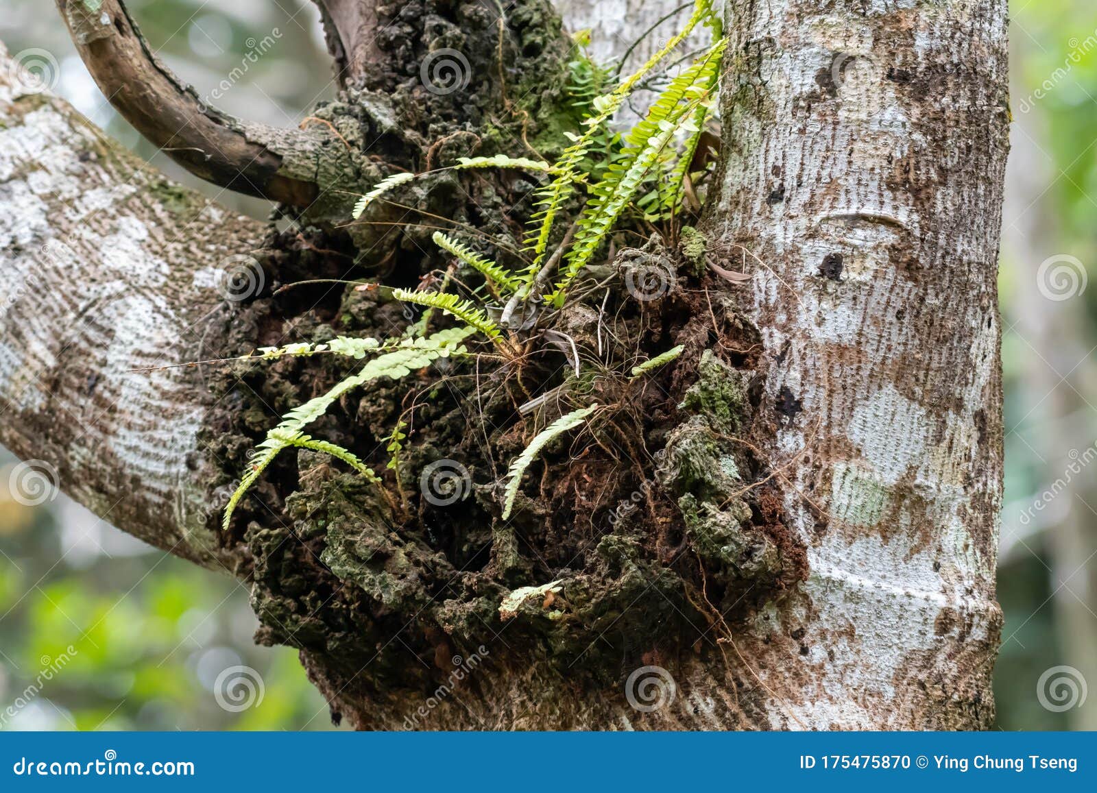 Nodules on the Trunk Become Where Ferns are Attached Stock Photo ...