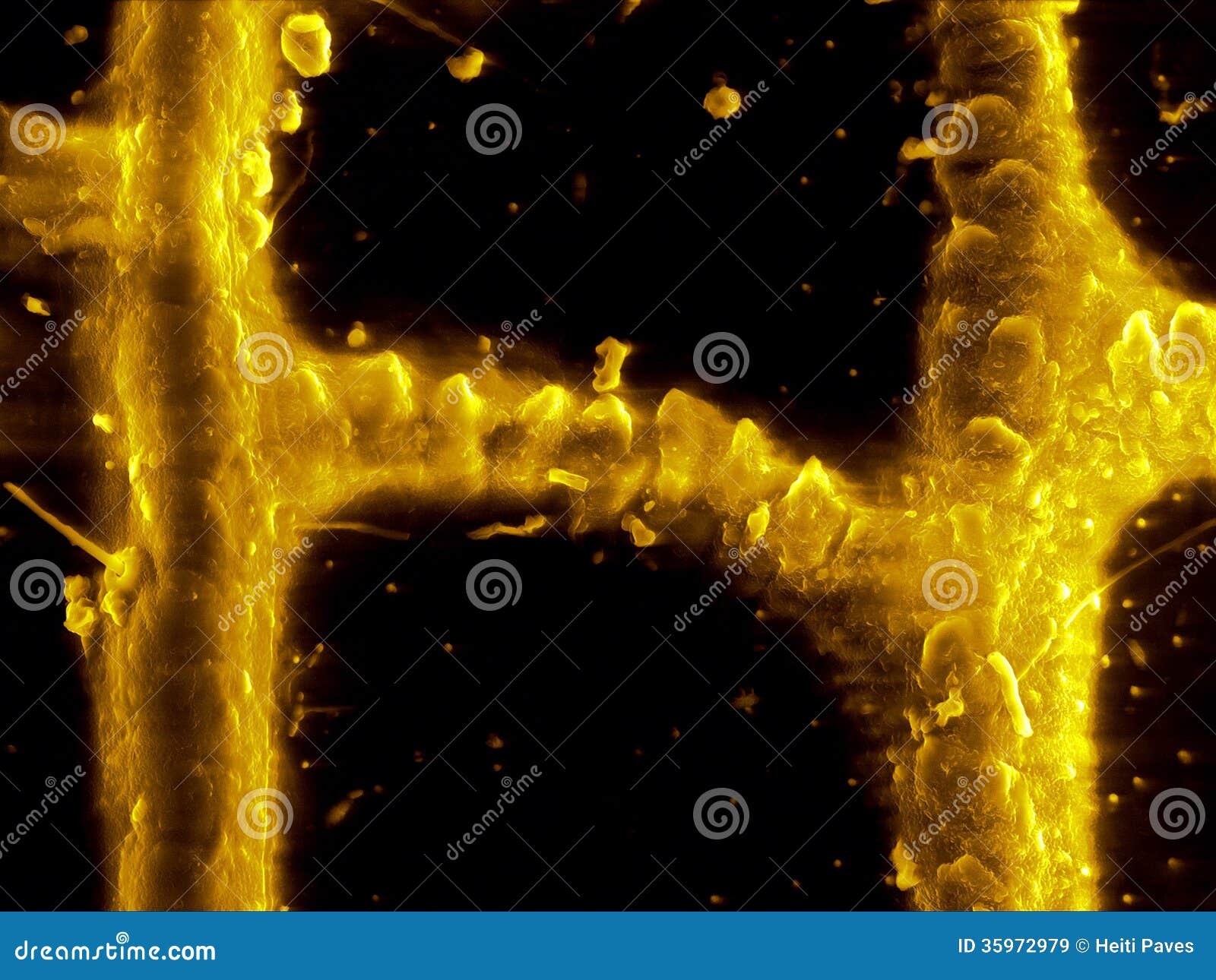 Nodus of grasshopper wing stock image. Image of insect - 35972979