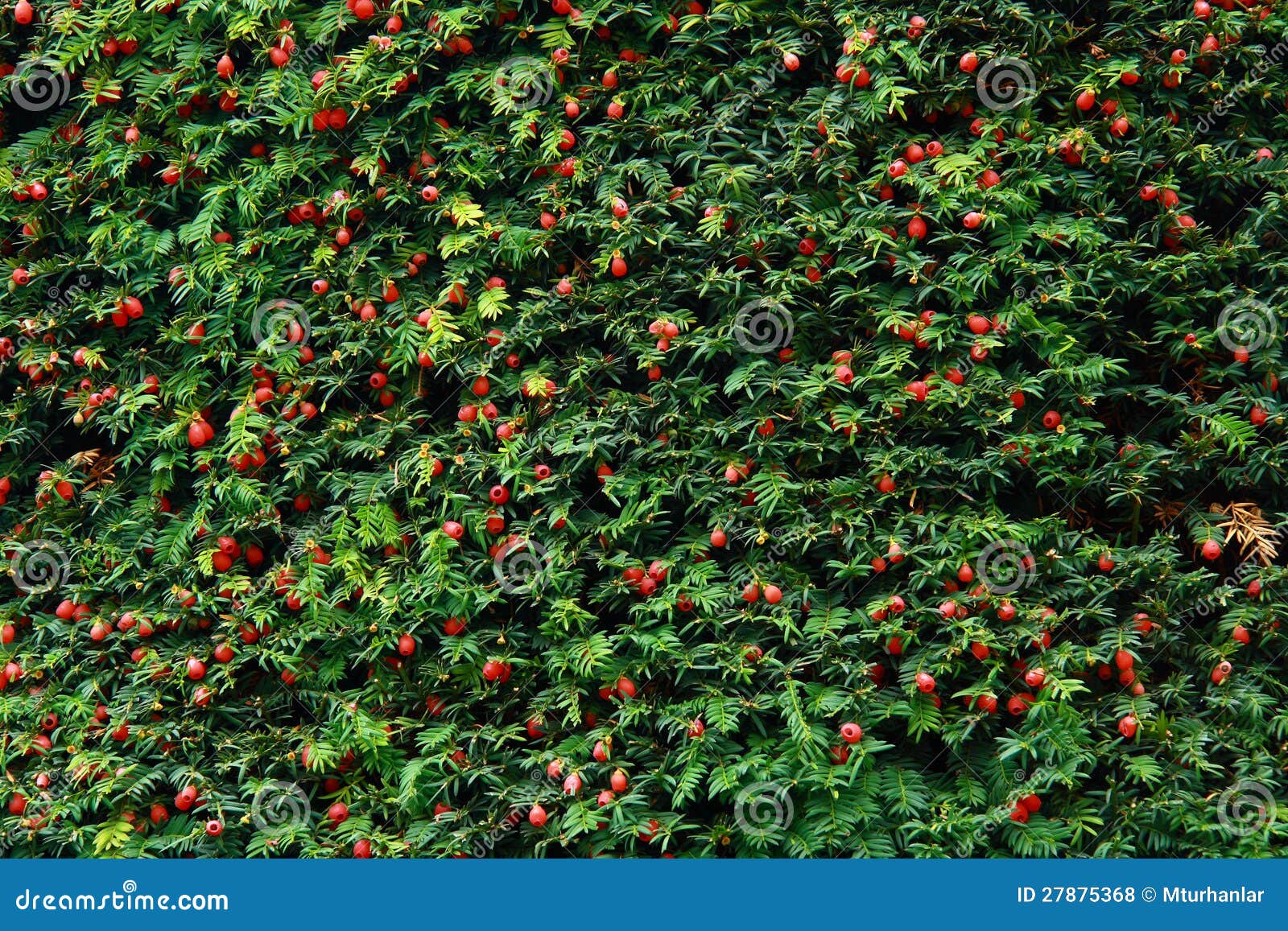 Noel Tree with Lots of Fruits on it Stock Photo - Image of green, life ...