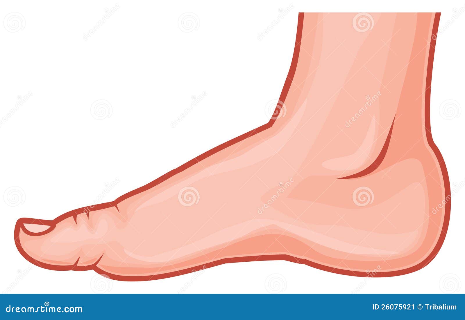 Noga ilustracja wektor. Ilustracja złożonej z bosy, kresk - 26075921