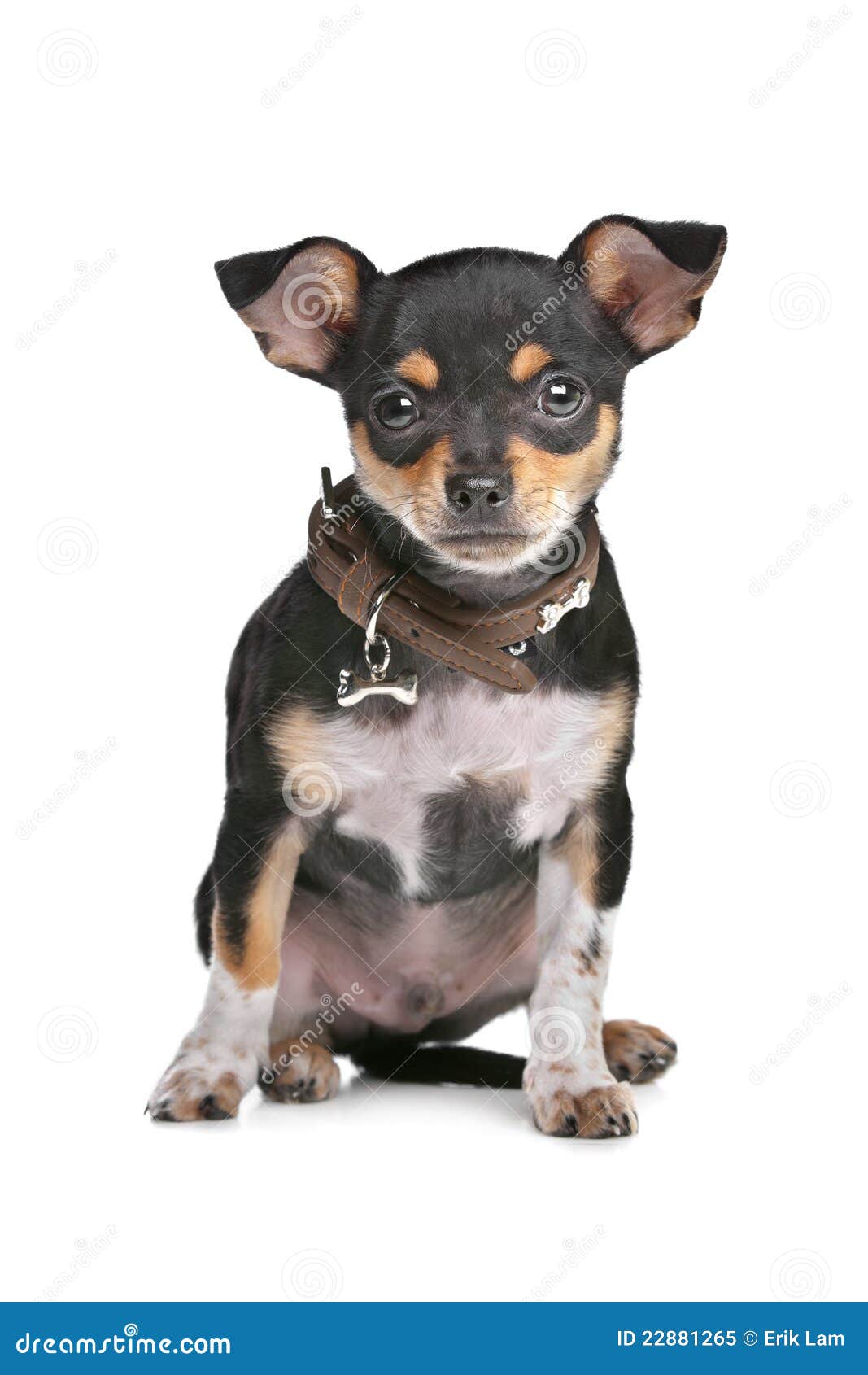 Noir et chiwawa de Tan image stock. Image du blanc, race - 22881265