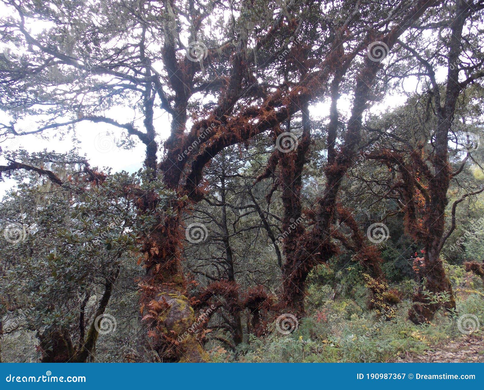 The Noise of the Trees is Buzzing in the Forest Stock Image - Image of ...