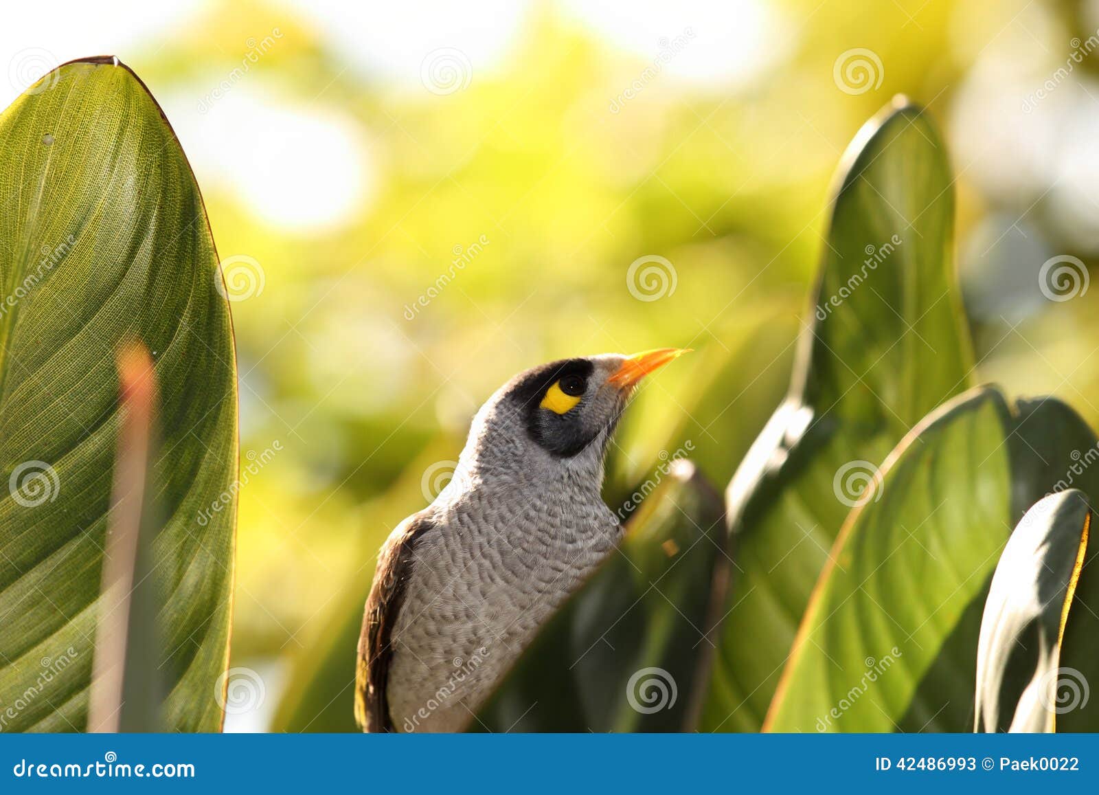 Noisy bird stock image. Image of wildlife, warm, miner - 42486993