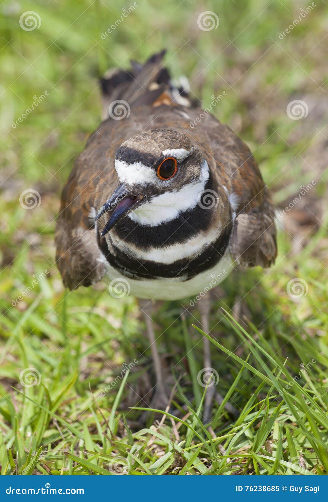 Noisy bird stock image. Image of green, animal, tail - 76238685