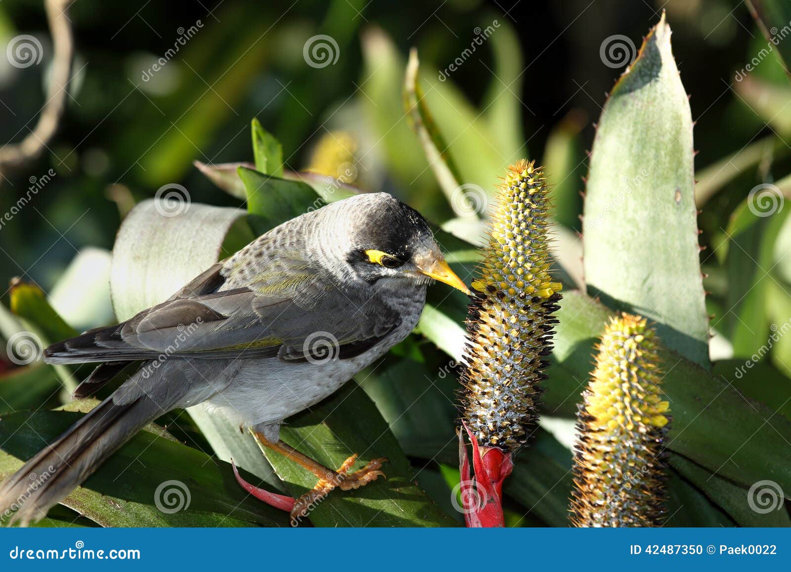 Noisy bird stock photo. Image of wings, nature, happy - 42487350