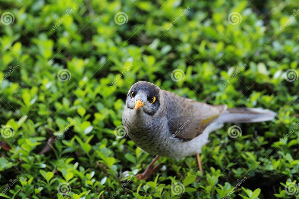 Noisy bird stock photo. Image of noisy, nature, line - 42487032