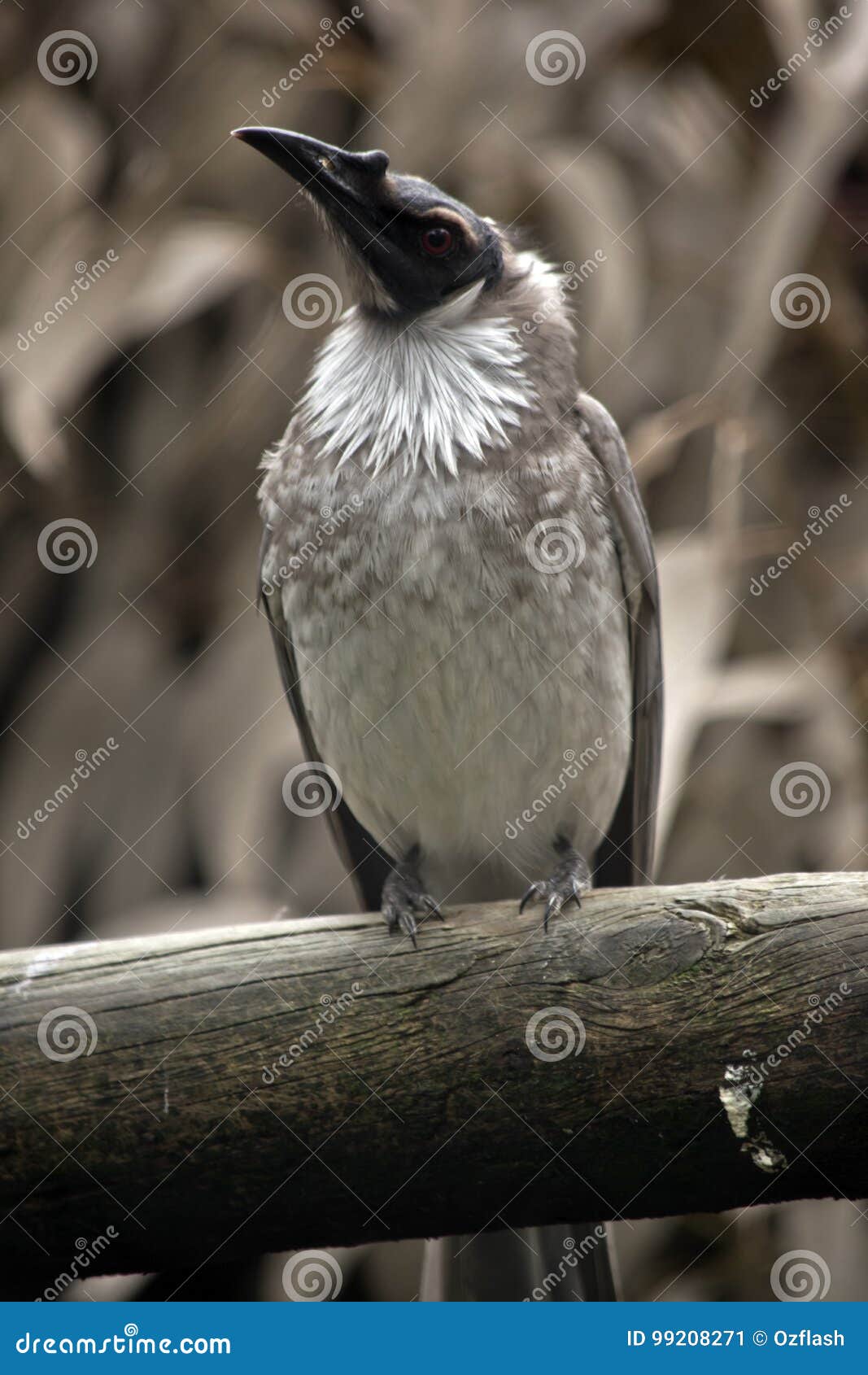 Frair Bird Stock Photos - Free & Royalty-Free Stock Photos from Dreamstime