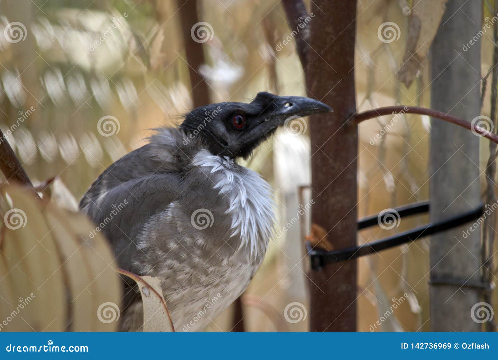A noisy friar bird stock image. Image of plumage, bird - 142736969