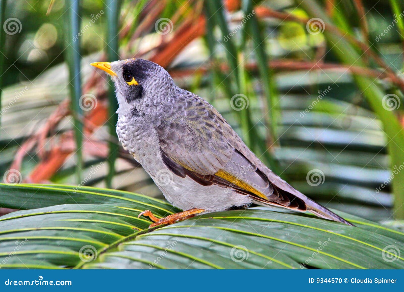Noisy Miner Bird - Australian Native Honeyeater Stock Photo - Image of ...