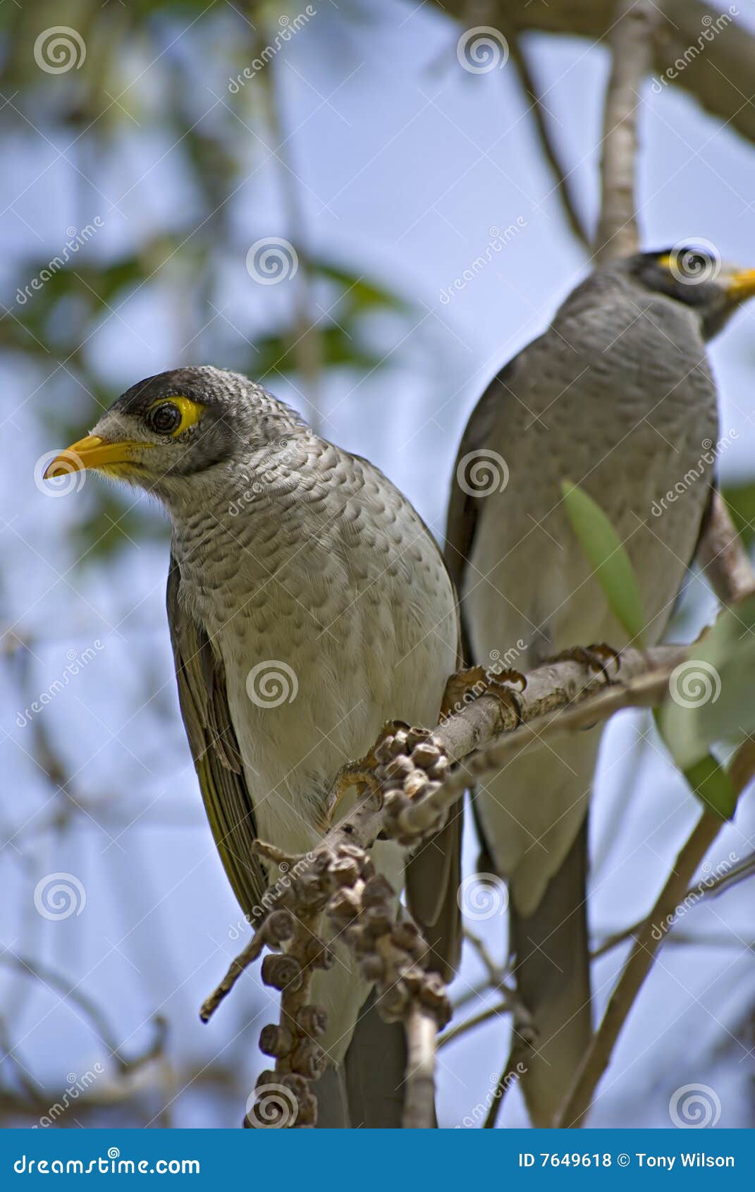 Noisy miner birds stock photo. Image of australia, wildlife - 7649618