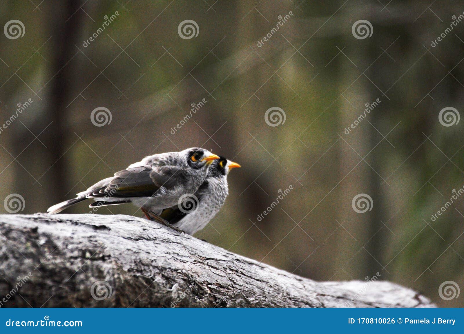 A Pair of Australian Noisy Miner Birds Stock Photo - Image of chicks ...