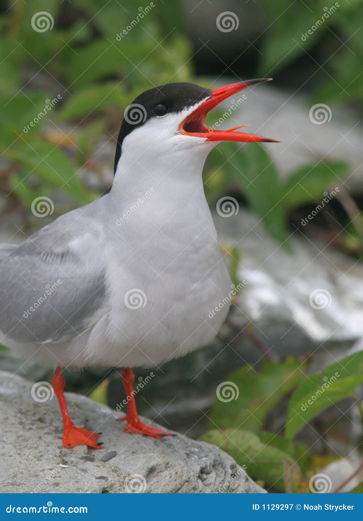 Noisy Tern stock image. Image of loud, chat, yells, chatty - 1129297