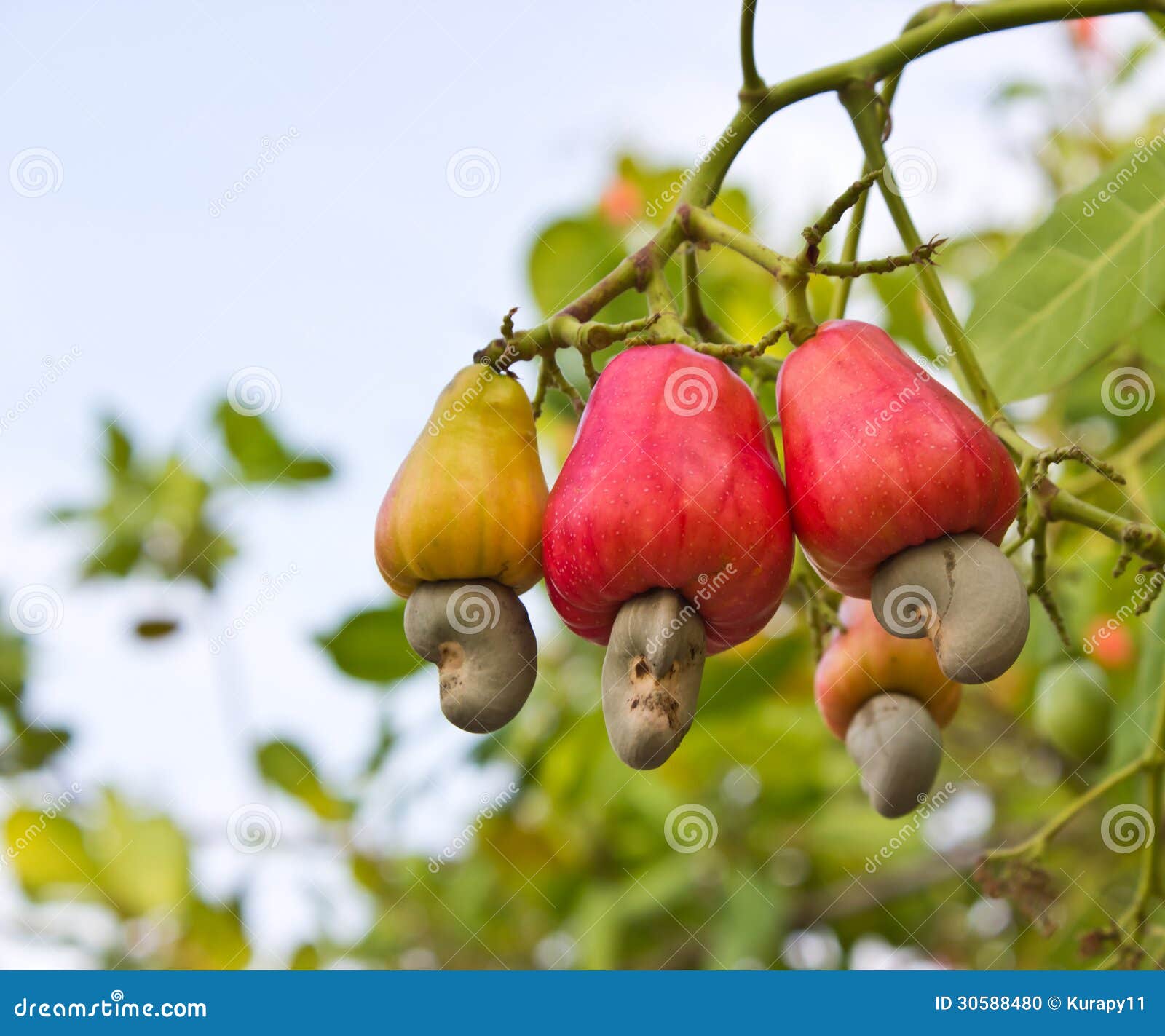 Noix De Cajou S'élevant Sur Un Arbre Photo stock - Image: 30588480