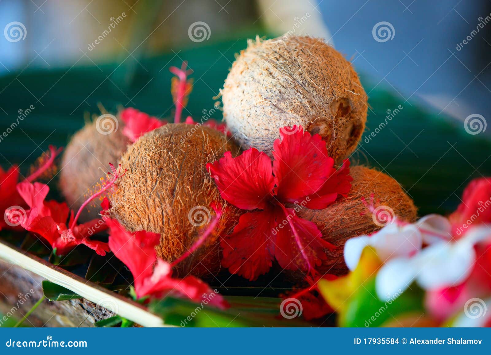 Noix De Coco Et Fleurs De Ketmie Photo stock - Image du horizontal ...