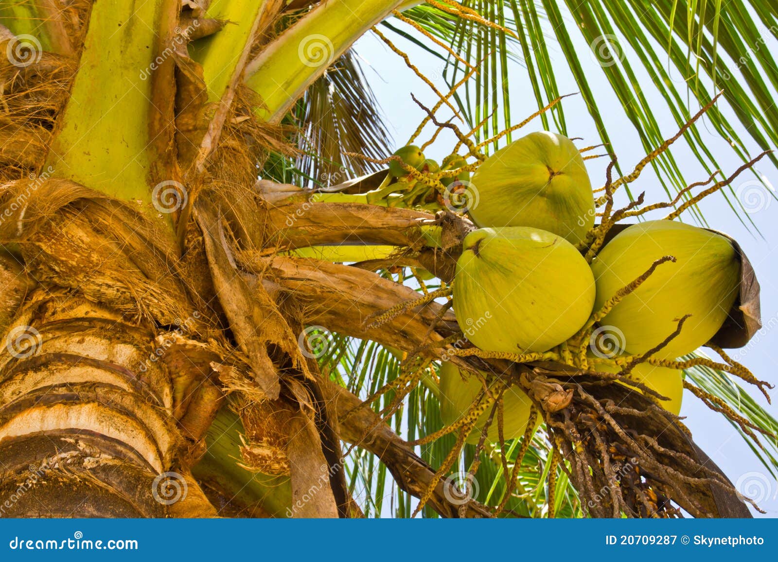 Noix de coco sur l'arbre image stock. Image du fruits - 20709287