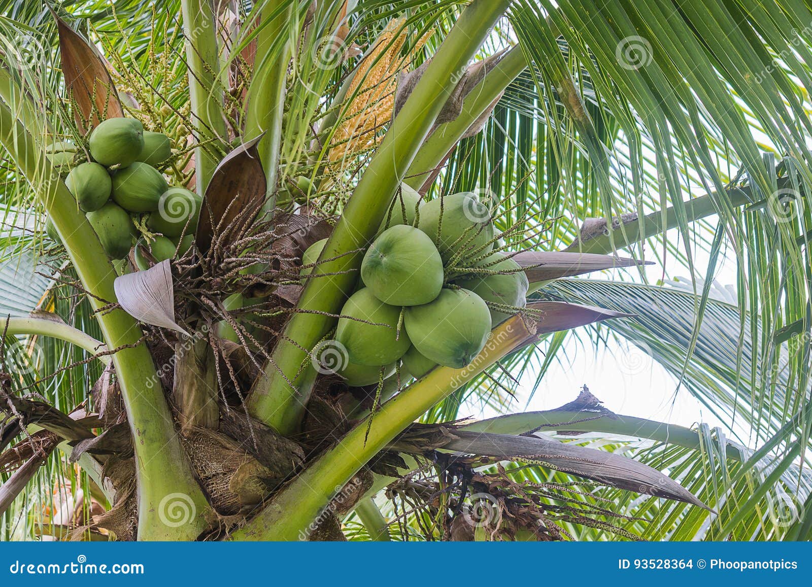 Noix de coco sur l'arbre photo stock. Image du centrale - 93528364