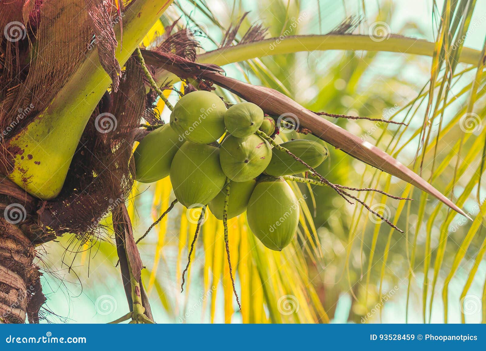 Noix de coco sur l'arbre image stock. Image du frais - 93528459