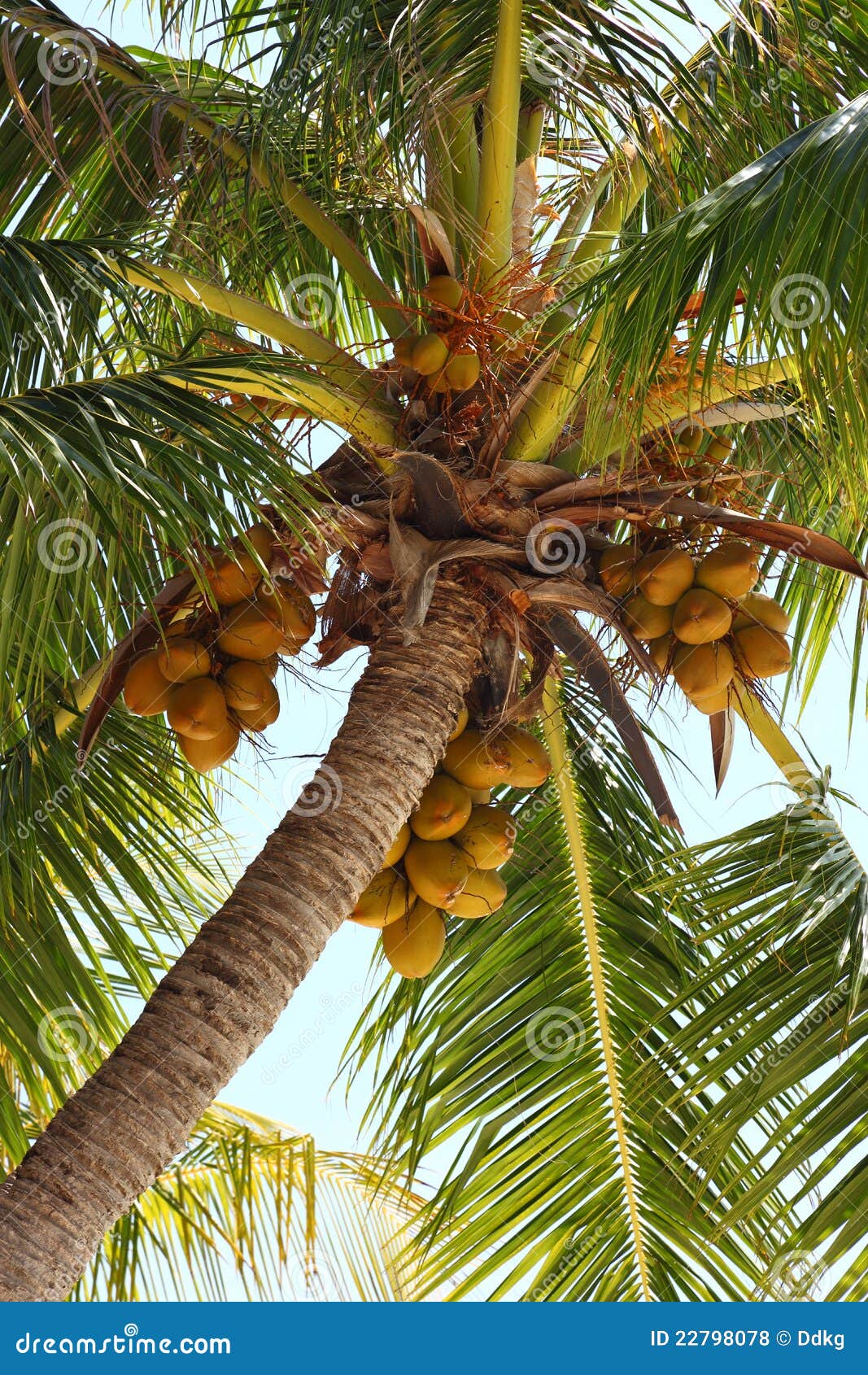 Noix De Coco Sur Un Arbre De Noix De Coco Photo stock - Image du ...