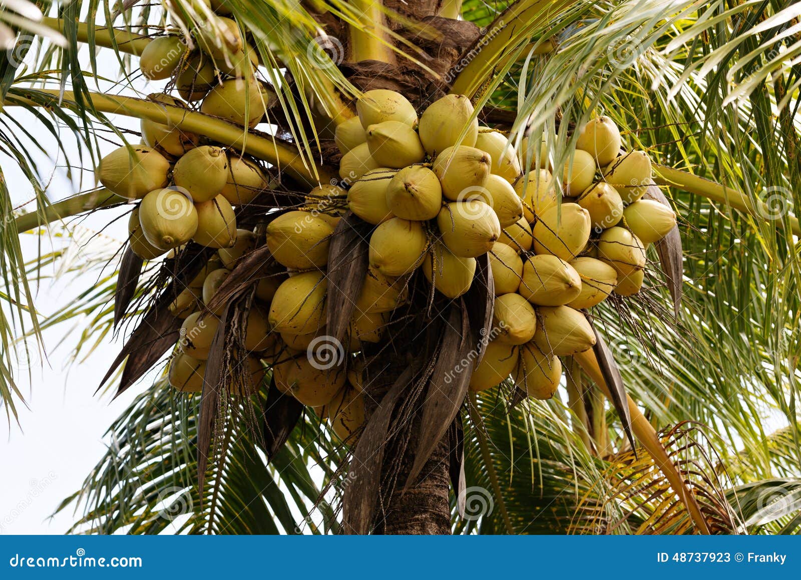 Noix De Coco Sur Un Cocotier Image stock - Image du nature, jardin ...