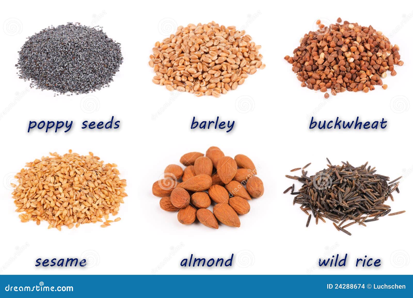 Noix et graines photo stock. Image du actif, sauvage - 24288674