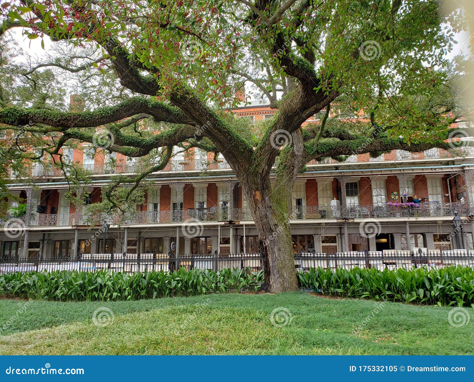 NOLA Buildings Tree Spring Park Stock Image - Image of nola, park ...