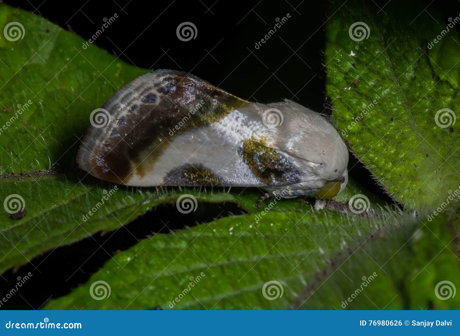 Nolidae Moth stock photo. Image of natural, moths, pterophoridae - 76980626