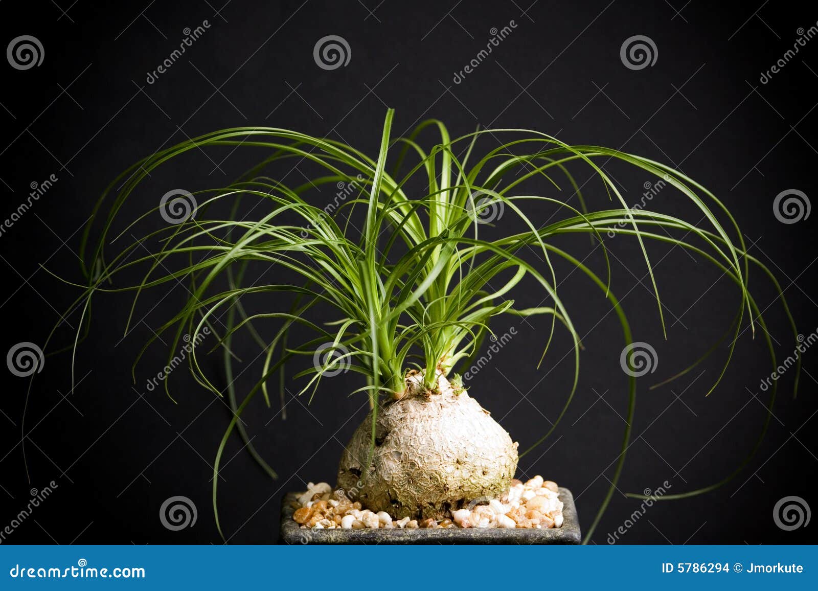 Nolina stock photo. Image of leaves, recurvata, nolina - 5786294
