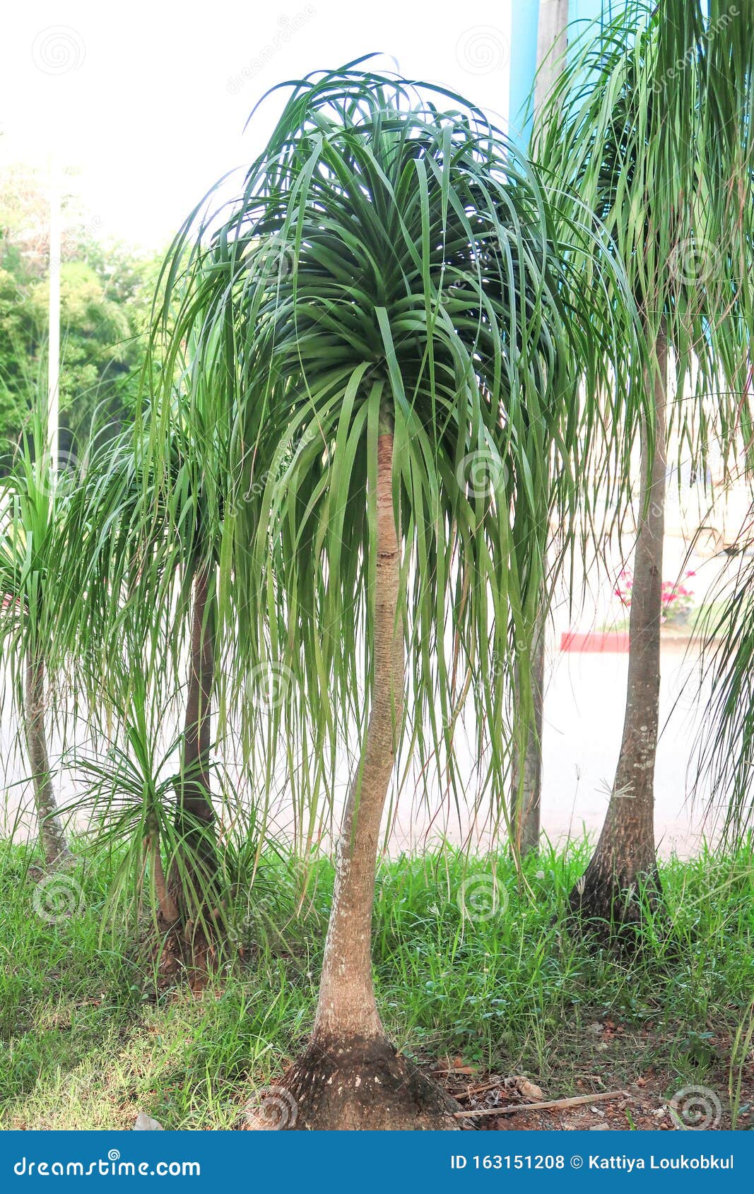 Nolina Recurvata Hemsl in Home Garden Stock Photo - Image of soil ...