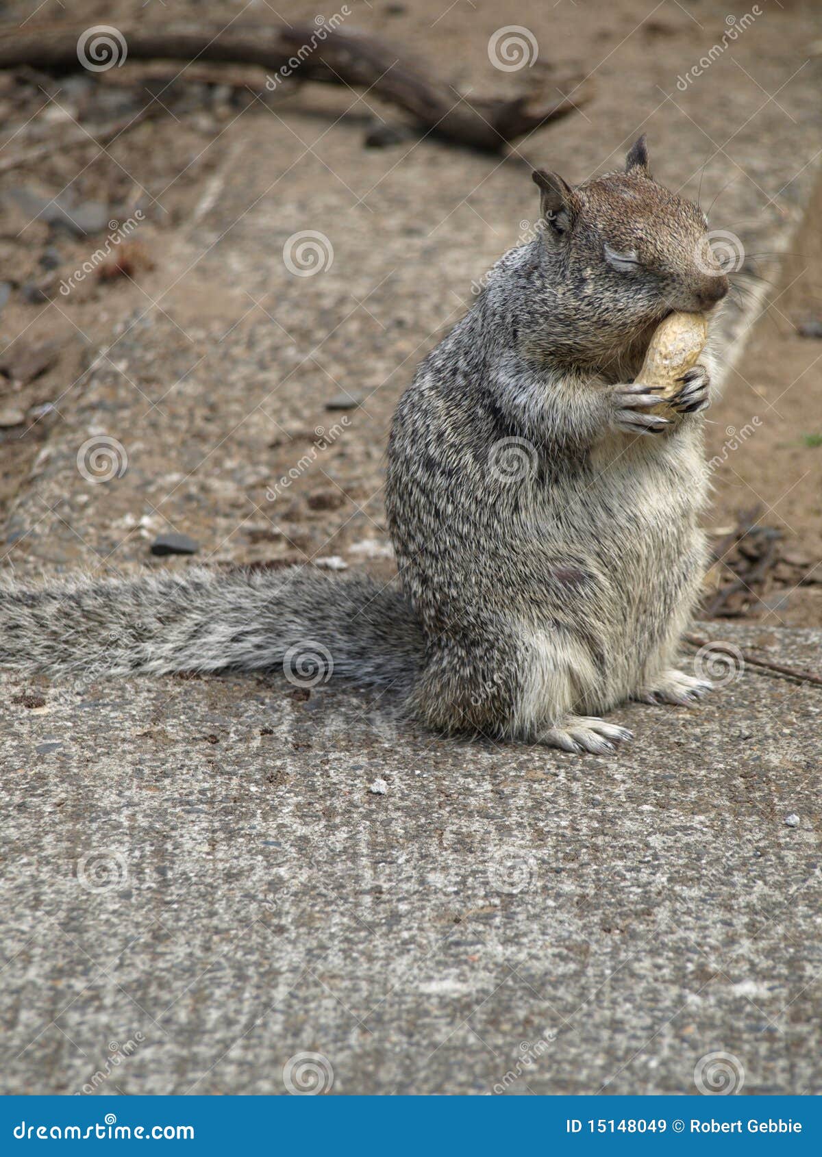 Nom Nom Nom stock image. Image of closed, beecheyi, upright - 15148049