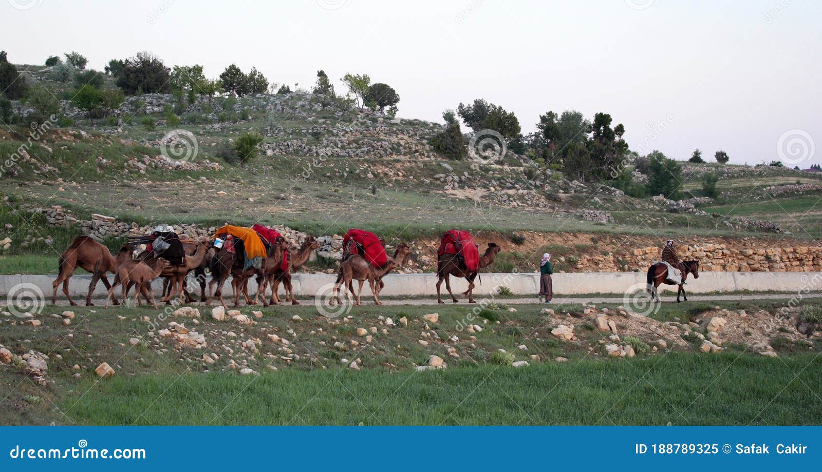 Nomadic people stock image. Image of nature, east, livestock - 188789325