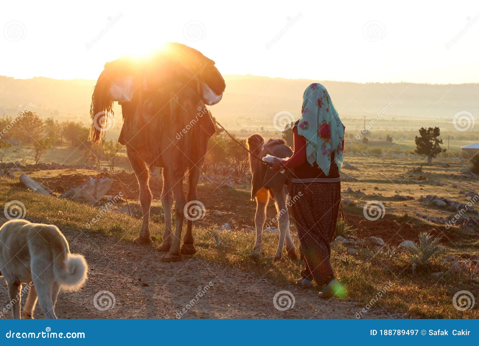 Nomadic people stock image. Image of indigenous, lifestyles - 188789497