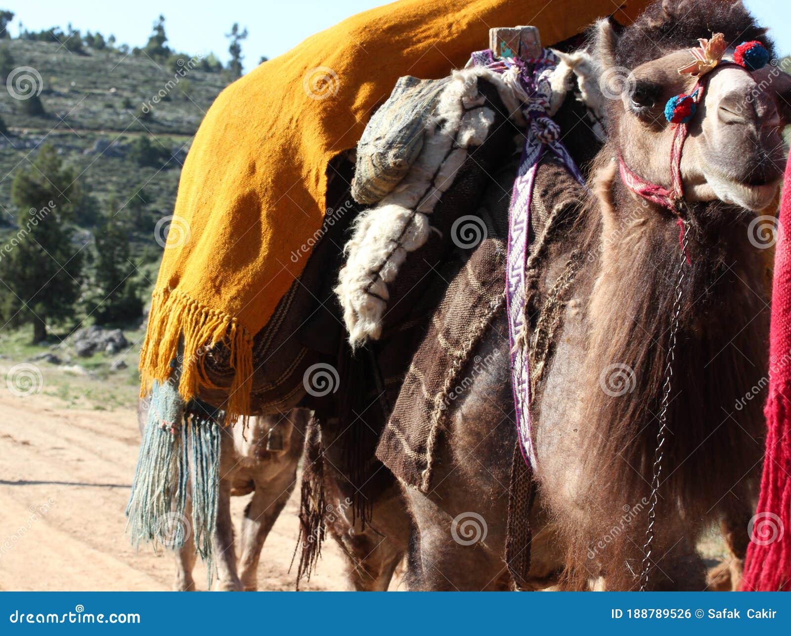 Nomadic people stock photo. Image of outdoors, livestock - 188789526
