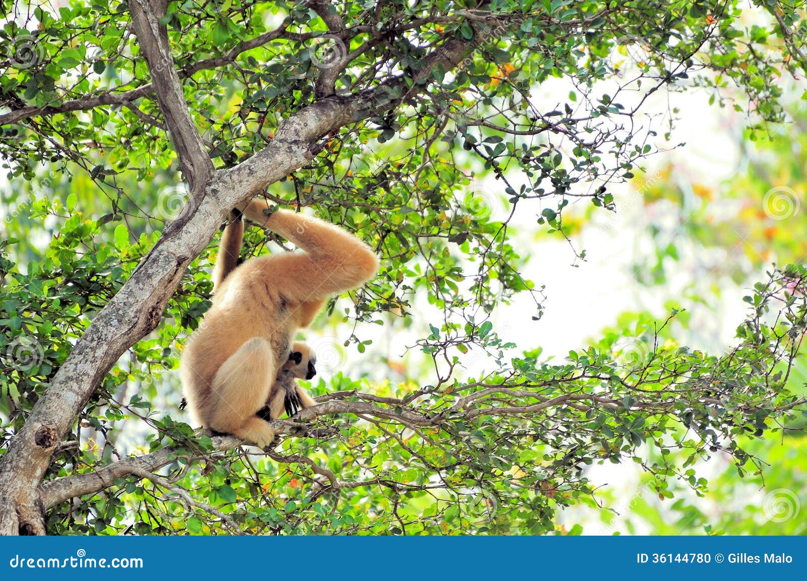 Nomascus, Singe De Gibbon Avec Des Jeunes Photo stock - Image du ...