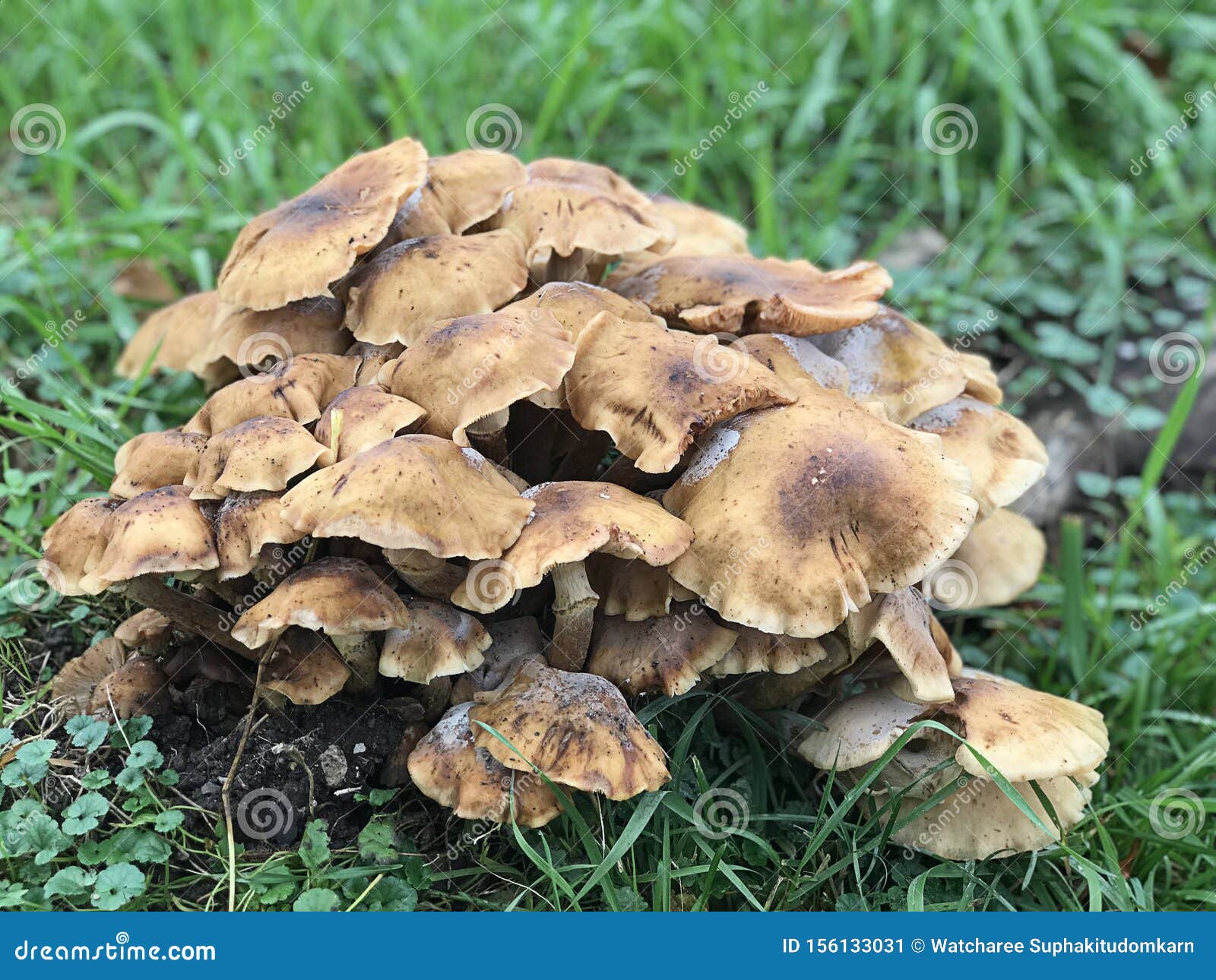 Nombreux Groupes De Champignons Sur Le Moignon Image stock - Image du ...