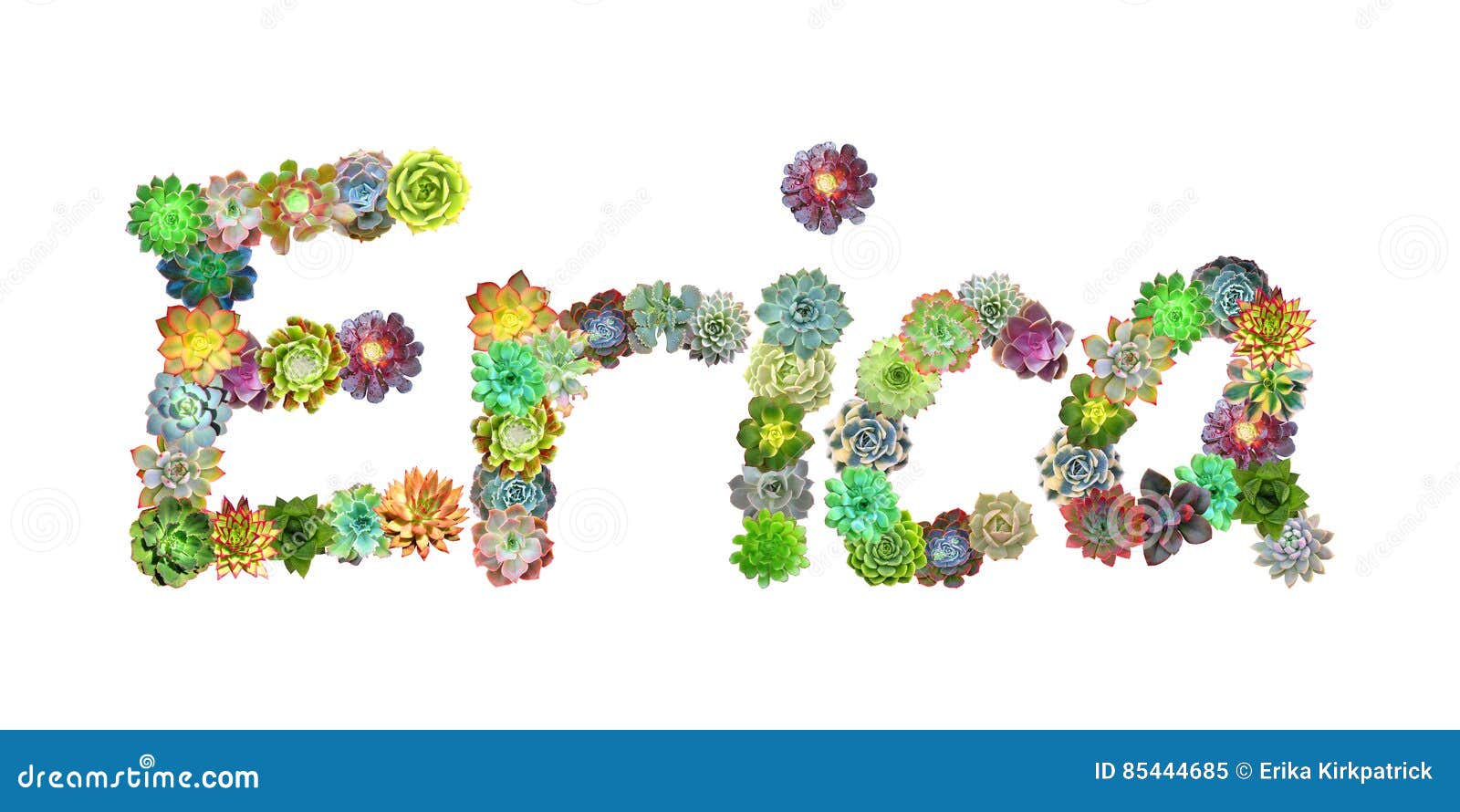 Nome succulente Erica illustrazione di stock. Illustrazione di bambino ...