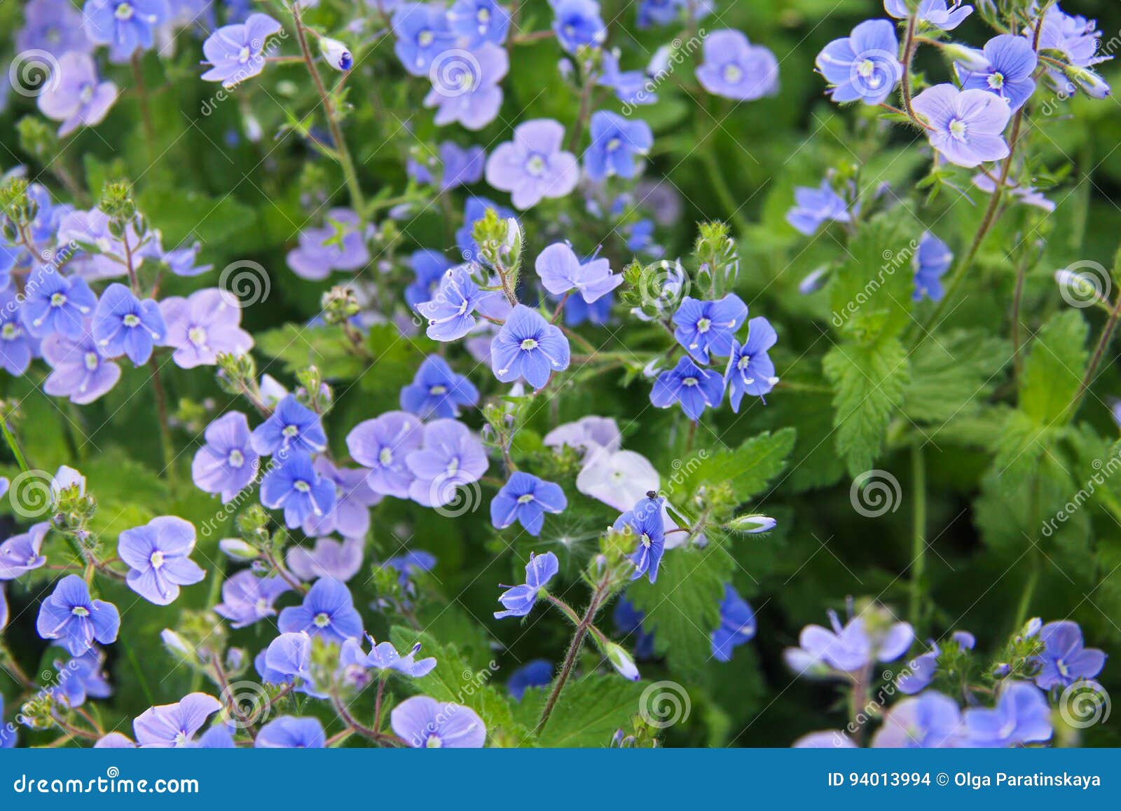 Nomeolvides Azules En La Hierba Verde Foto de archivo - Imagen de ...