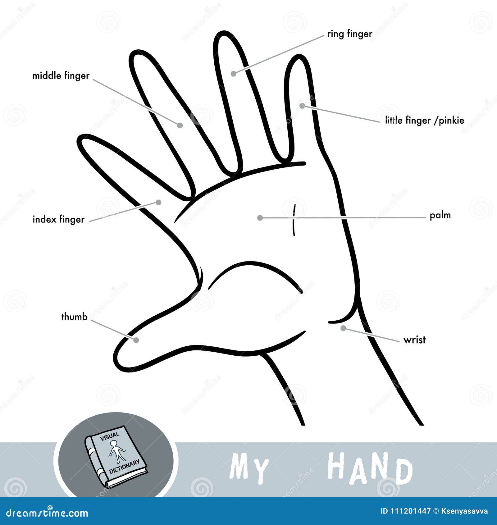 Nomes Comuns Para Os Dedos Da Mão Ilustração do Vetor - Ilustração de ...