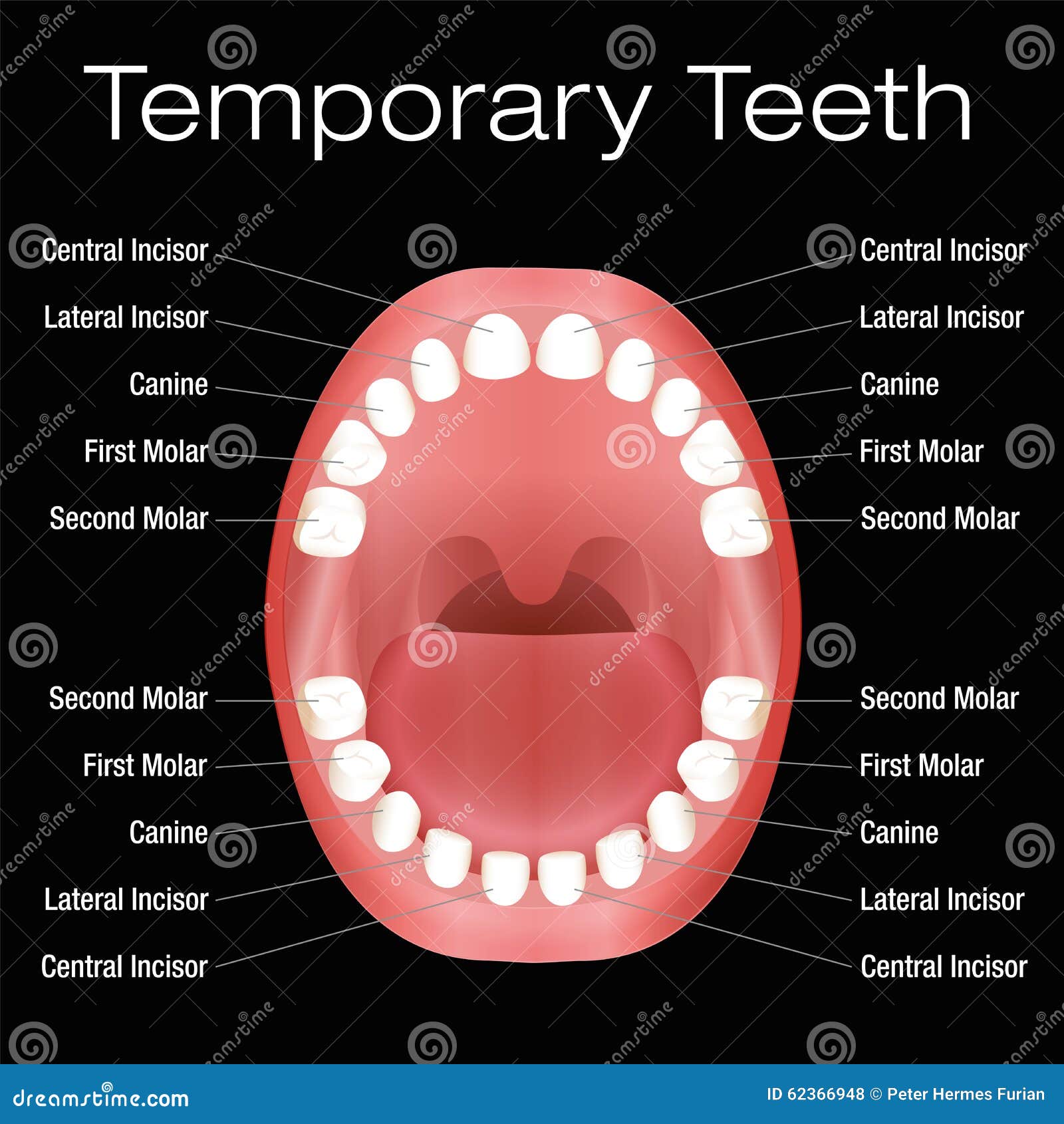 Nomes Dos Dentes Preliminares Ilustração do Vetor - Ilustração de ...