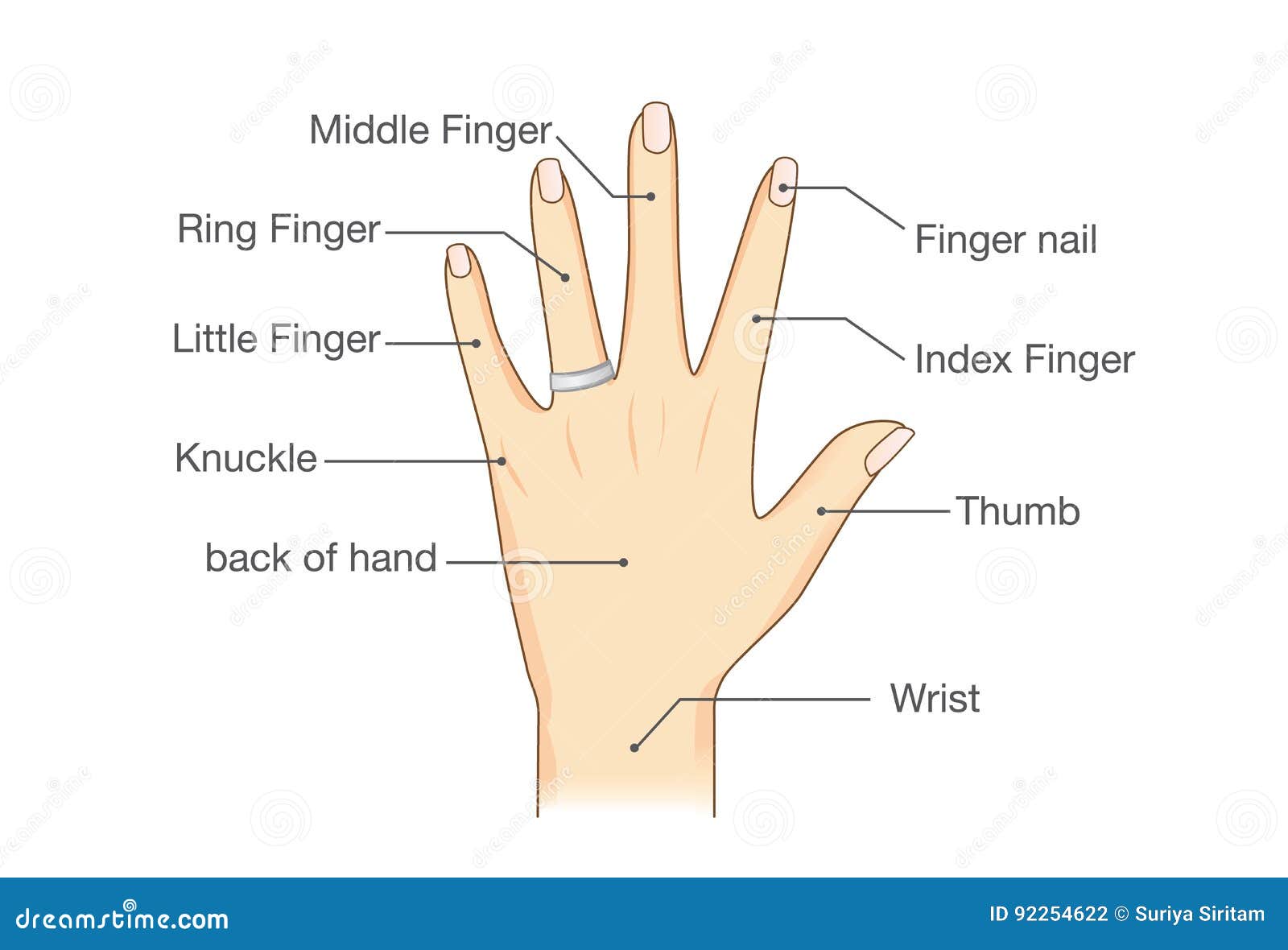 Nomi Comuni Per Le Dita Della Mano Illustrazione Vettoriale ...