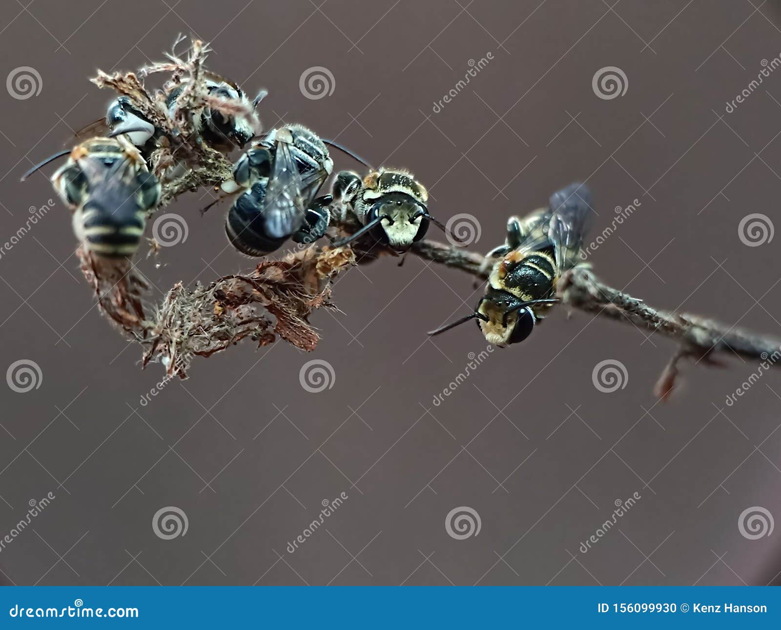 Nomia foto de archivo. Imagen de insecto, abejas, cosmopolita - 156099930