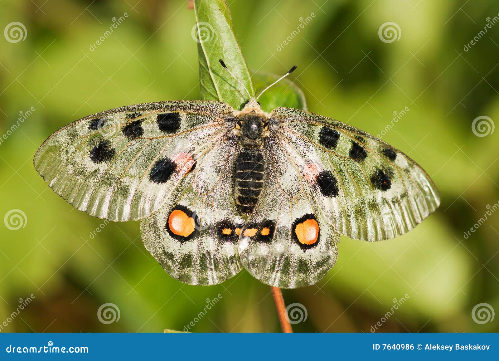 Nomion butterfly stock photo. Image of closeup, color - 7640986