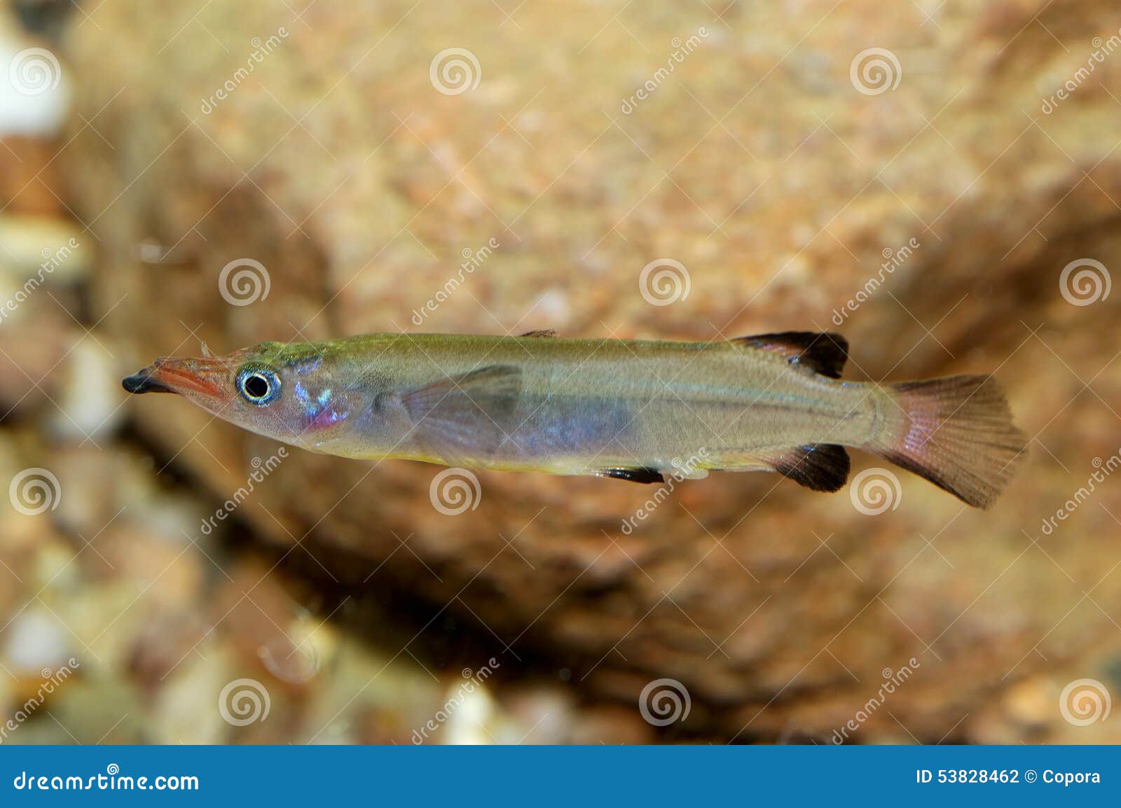 Nomorhamphus fish stock photo. Image of fresh, lake, plant - 53828462