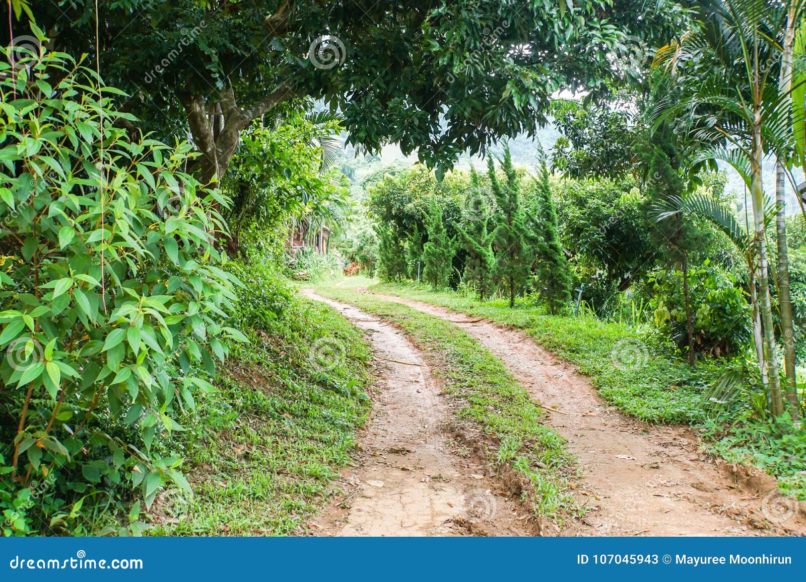 Non-asphalt Road in Deep Green Forest Stock Image - Image of landscape ...