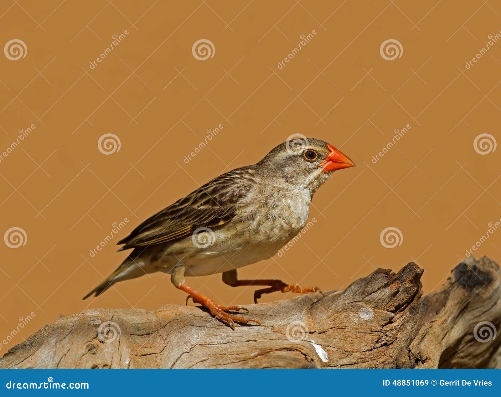 Red Billed Quelea Bird Sitting In Stems Of Grass To Eat Seeds Royalty ...