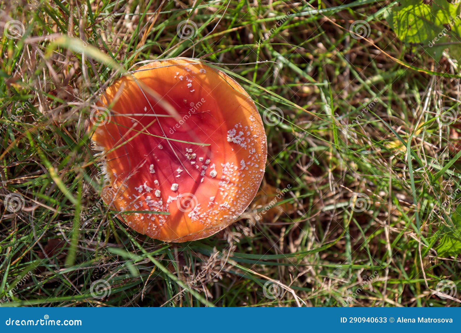 Non-edible Mashroom, Fresh Fly Agaric in a Autumn Forest Stock Image ...