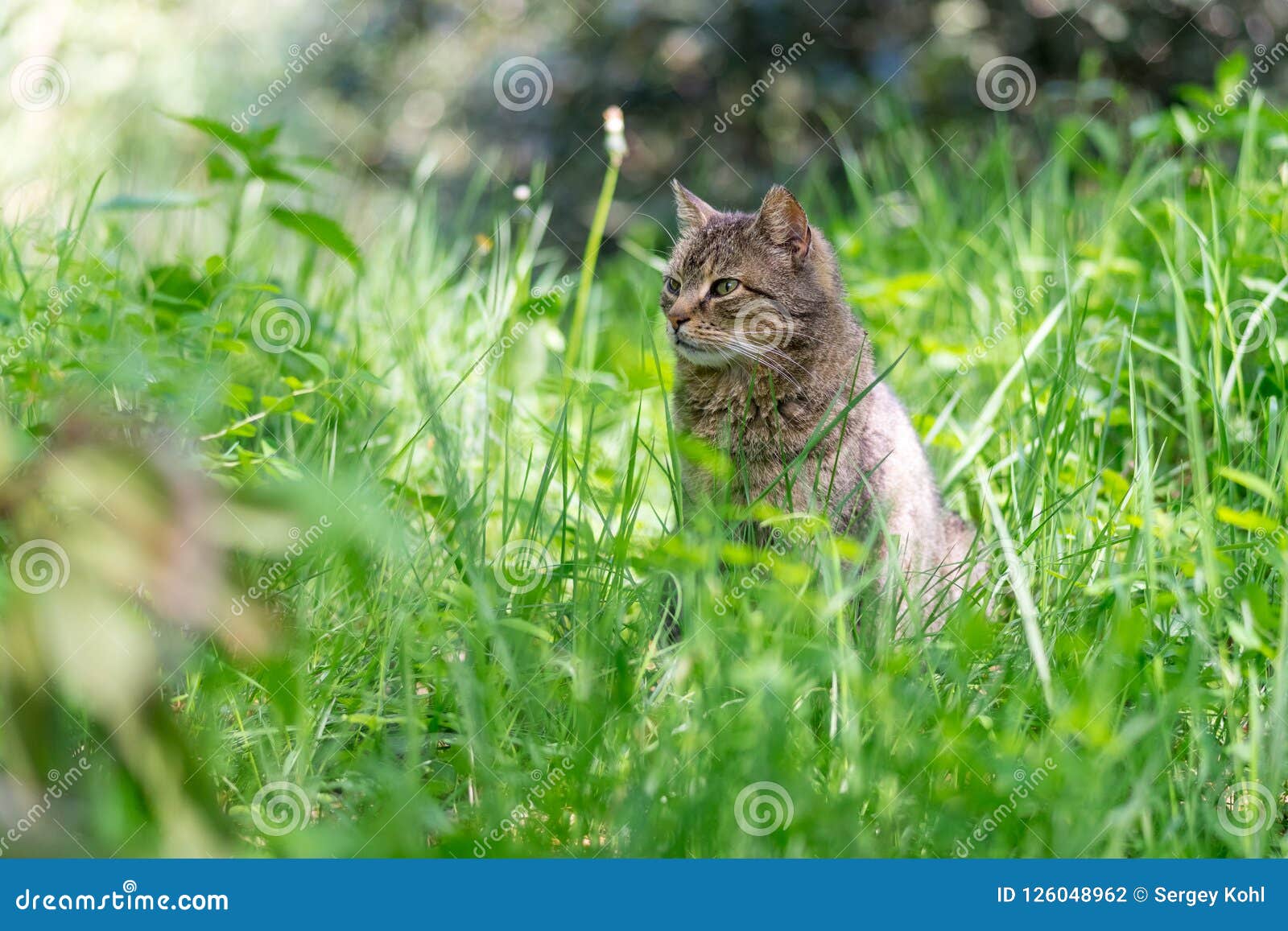 Cat on the field. stock photo. Image of adult, outdoor - 126048962