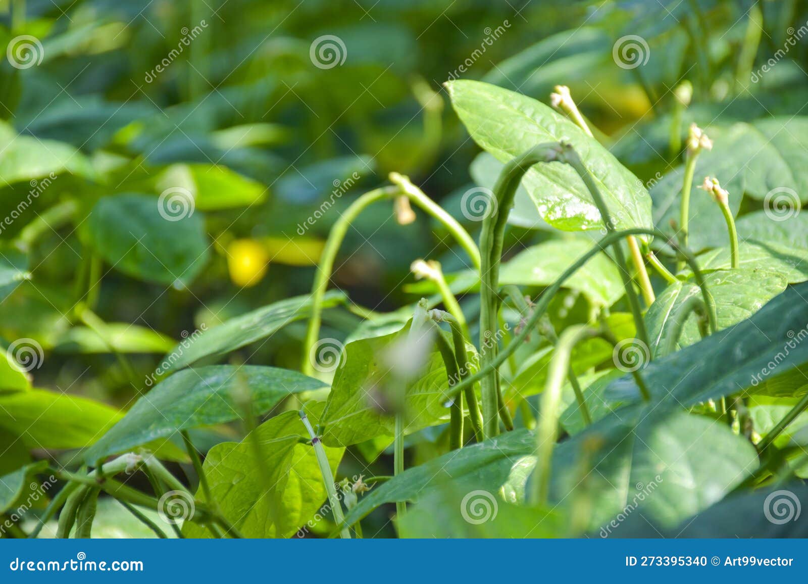 Non-toxic Bean Plot in Garden Park in the Middle of Bangkok, Thailand ...