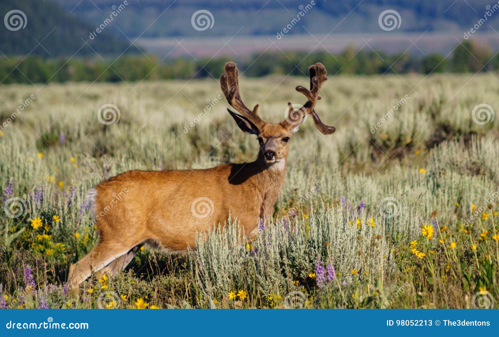 Non Typical Mule Deer
