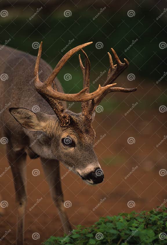 Non Typical Whitetail Buck stock photo. Image of wildlife - 8933918