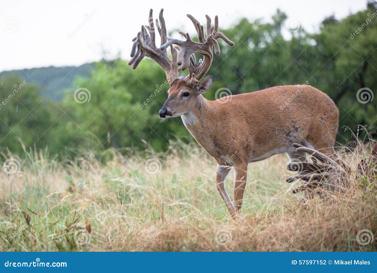 Non-typical Whitetail Buck with Numerous Points Stock Photo - Image of ...